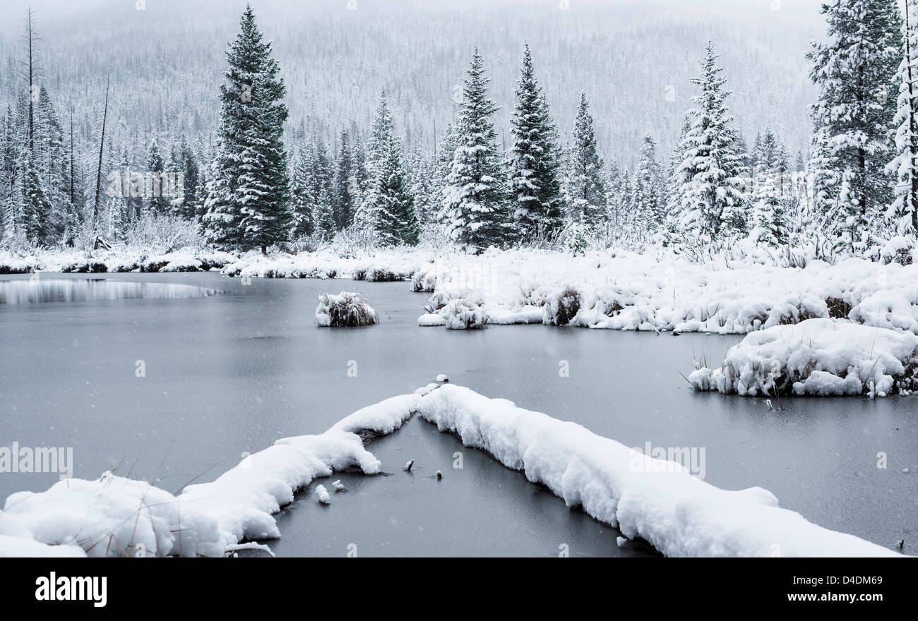 Tree logs in ice hi-res stock photography and images - Alamy