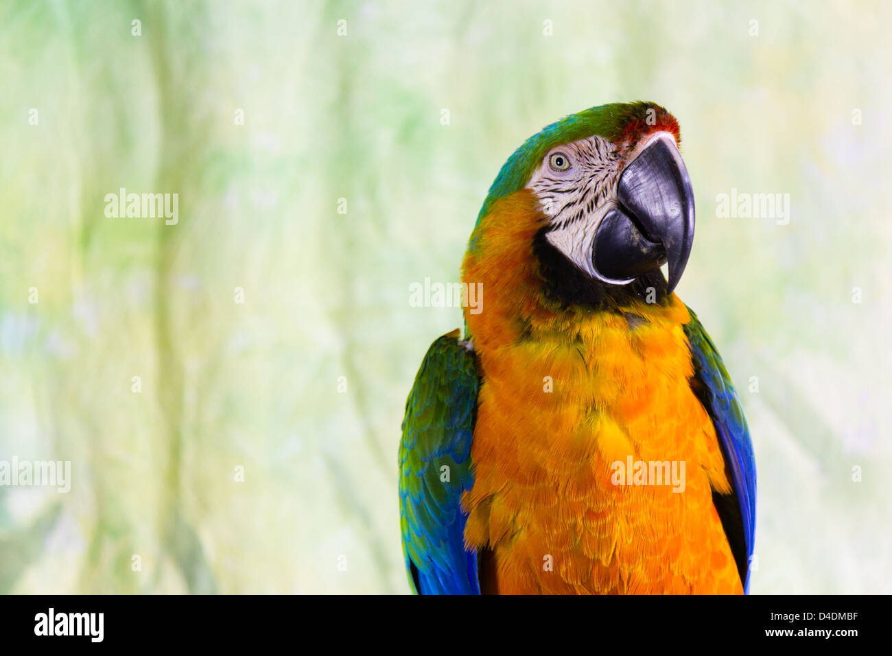Bird macaw hi-res stock photography and images - Alamy