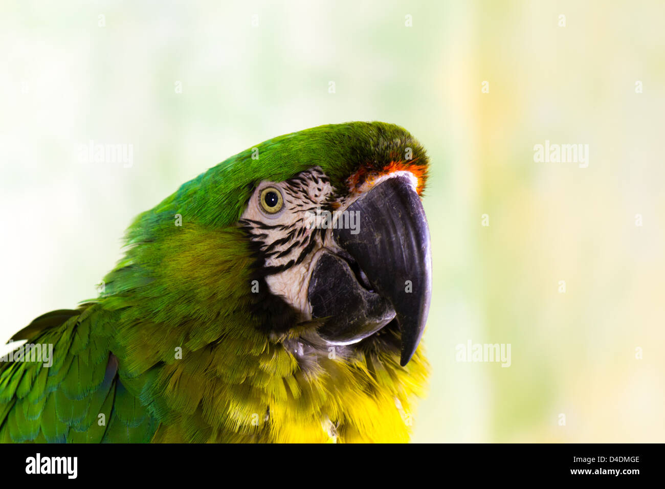 Military Macaw Parrot Stock Photo - Alamy