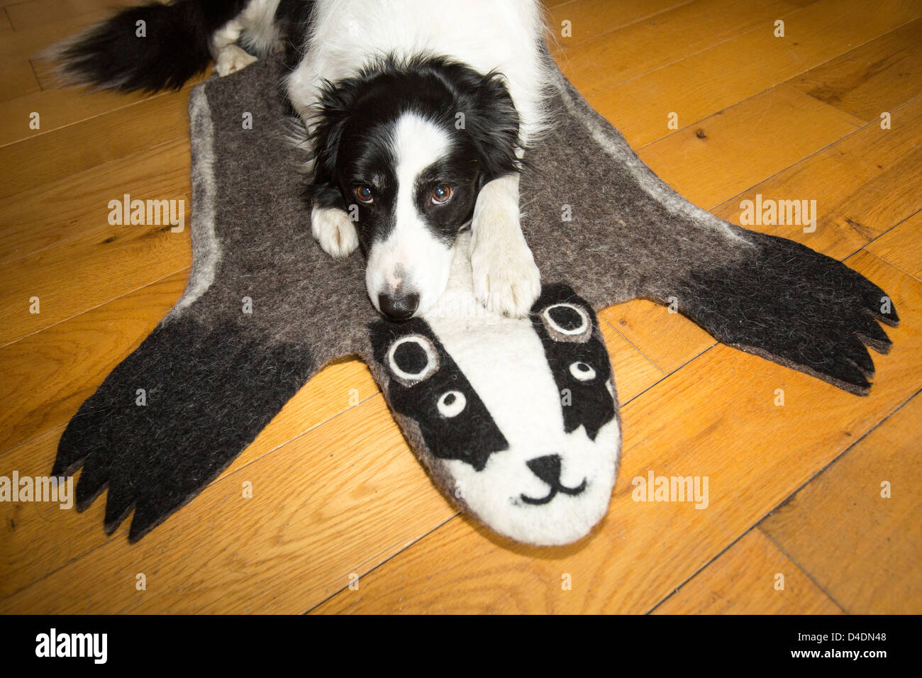 A Border Collie dog lying on a Badger rug Stock Photo - Alamy