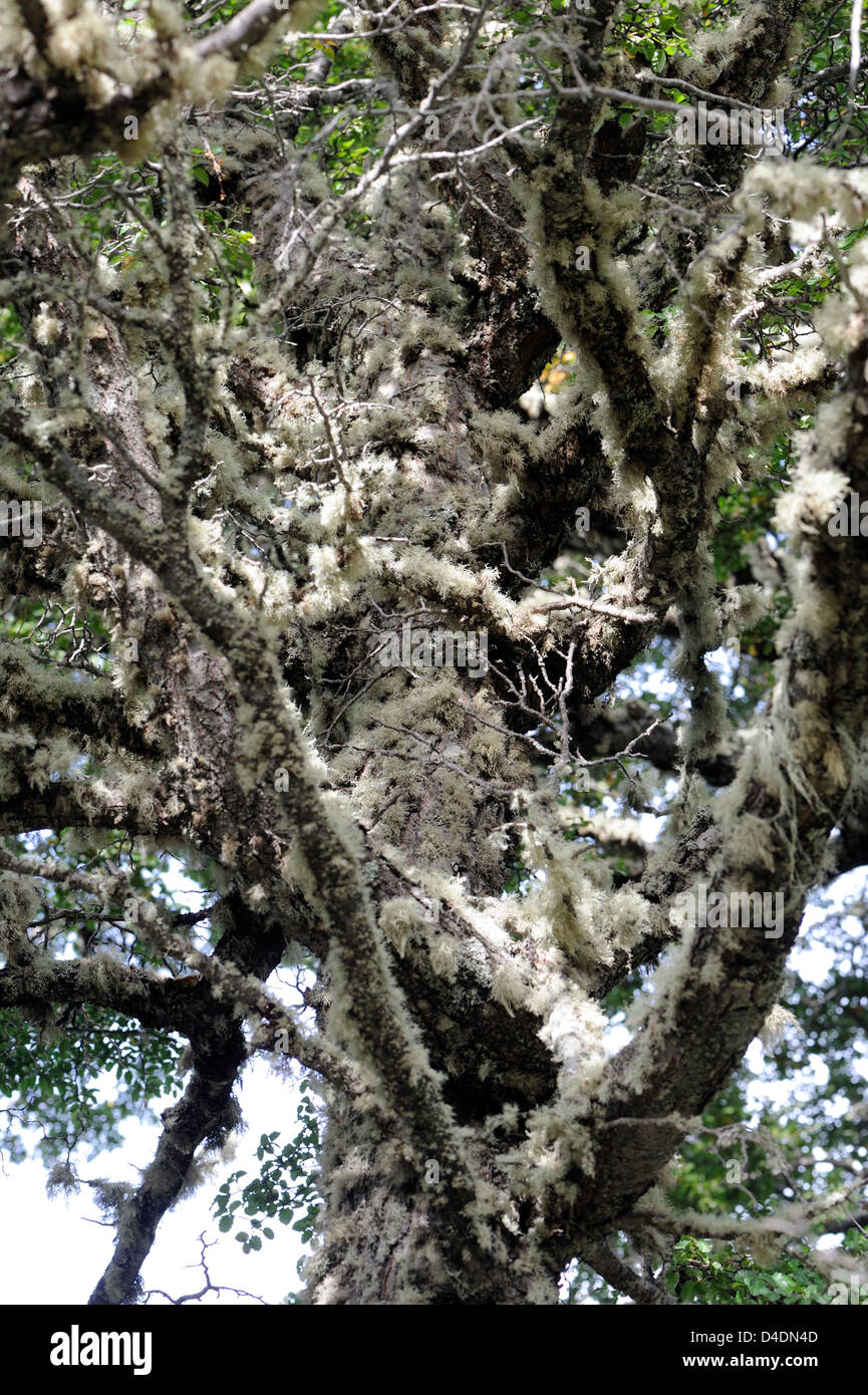 Lichen covered Southern Beech (Nothofagus species) tree. Punta Arenas ...