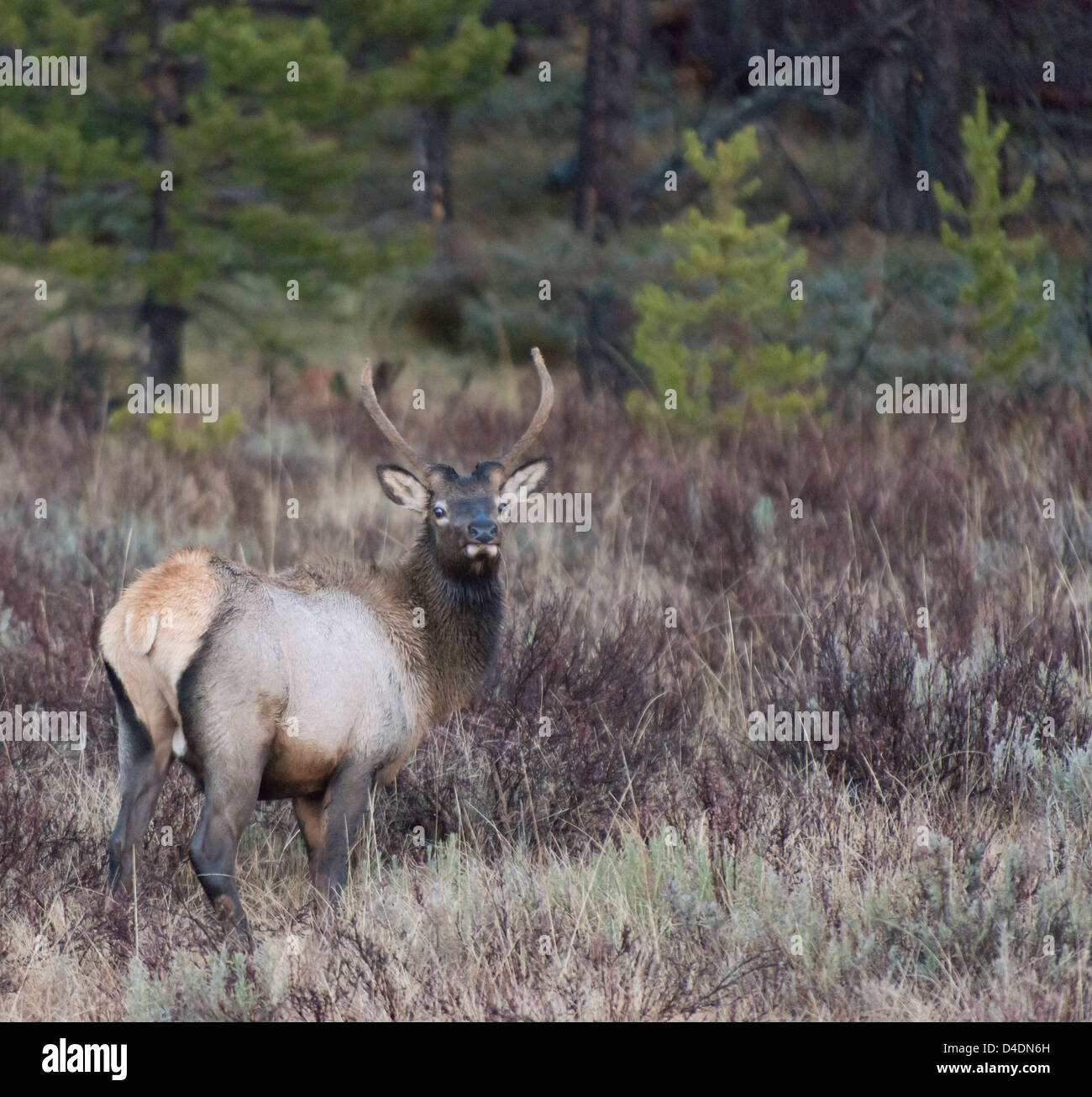 Young male elk looking at the camera in a field in the Rocky Mountains ...