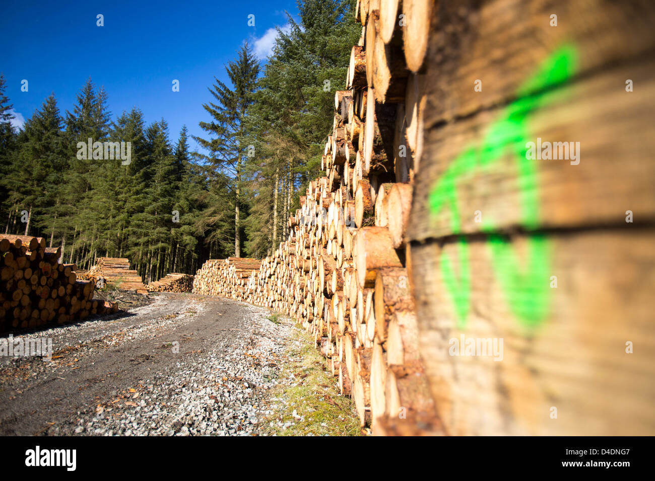 Timber forest hi-res stock photography and images - Alamy