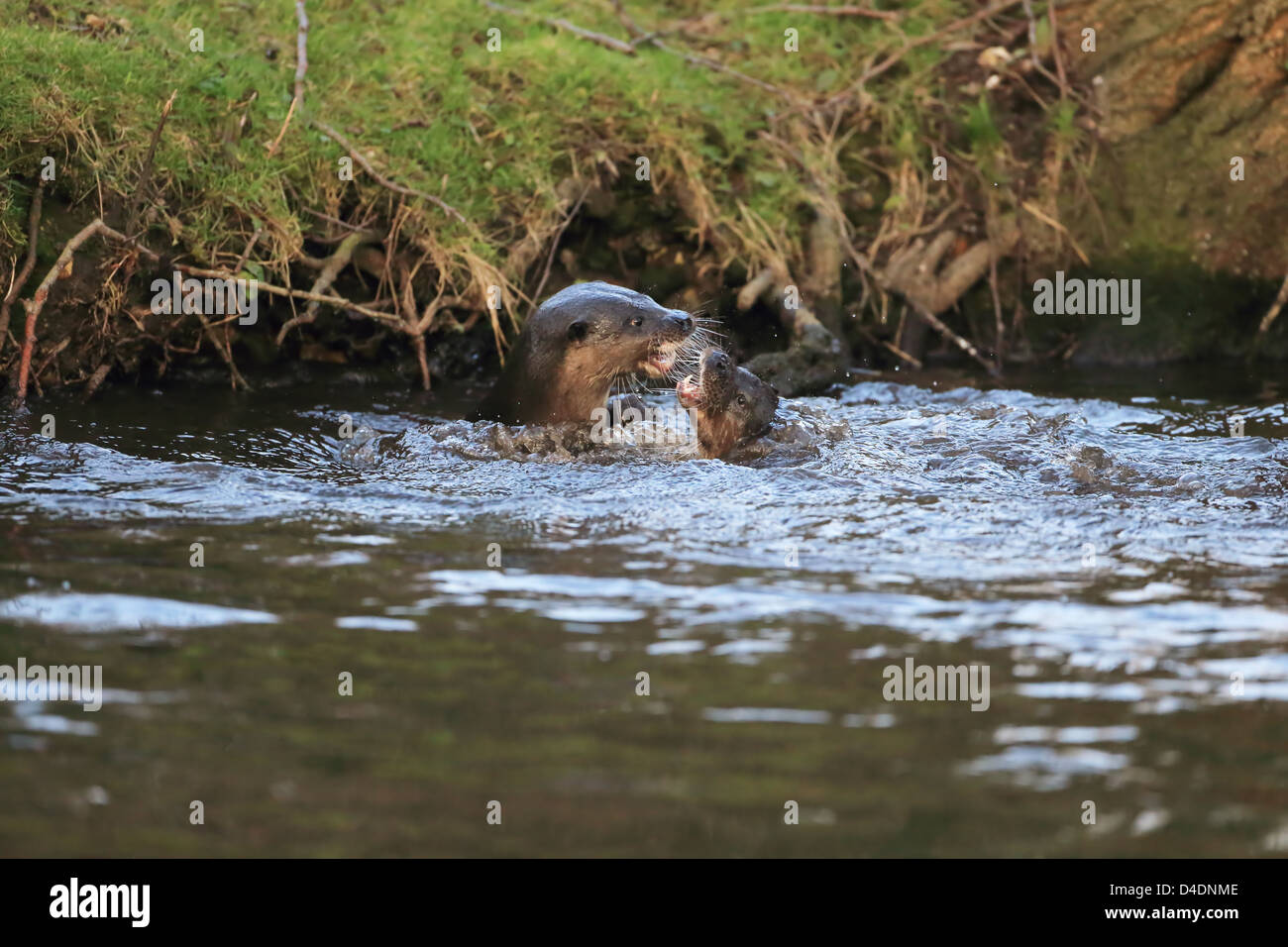 Common Otter (Lutra lutra Stock Photo - Alamy