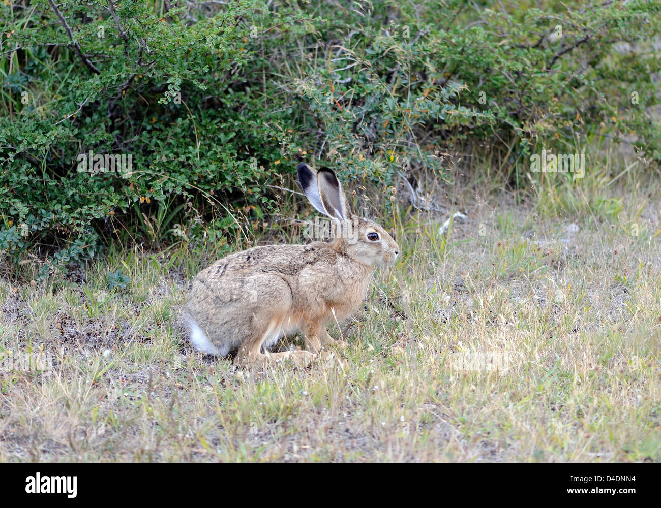 A European Hare, Liebre, Brown Hare, (Lepus europaeus) crouches in ...