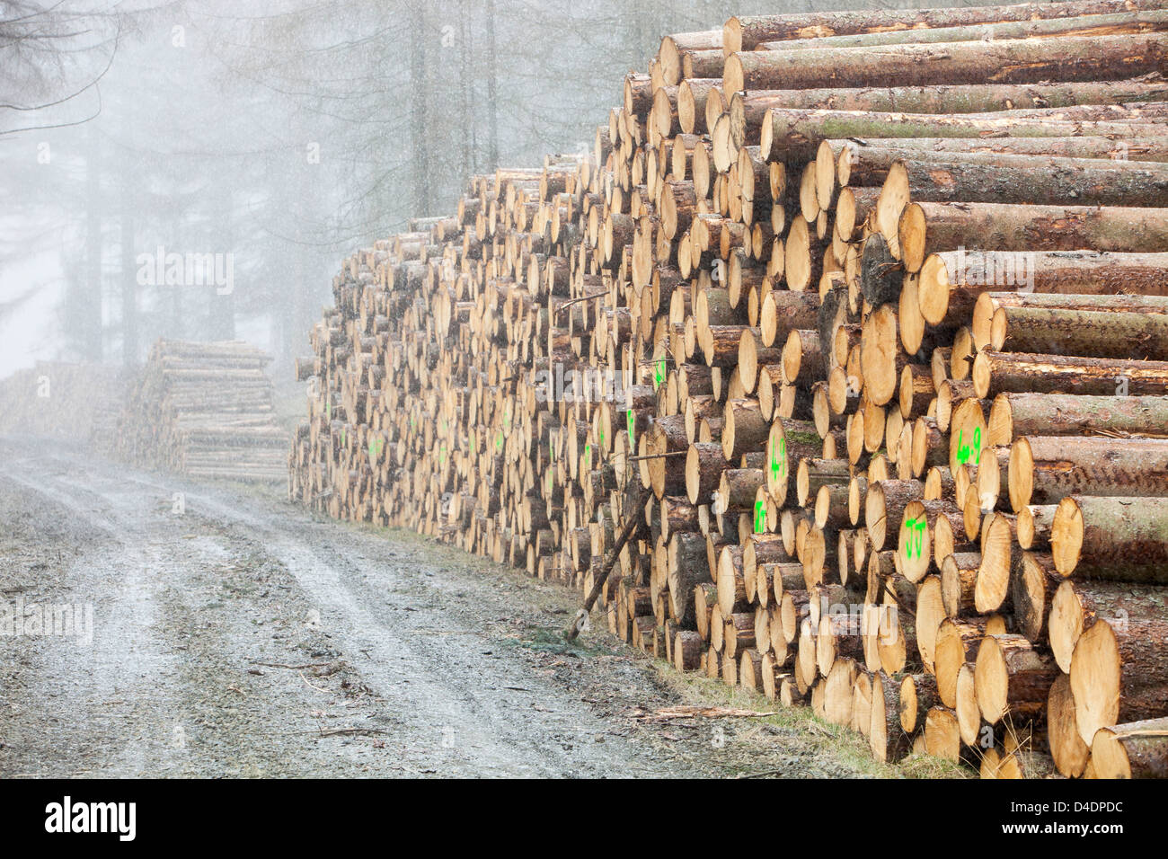 A log pile of freshly cut timber in Grizedale forest, Lake District, UK ...