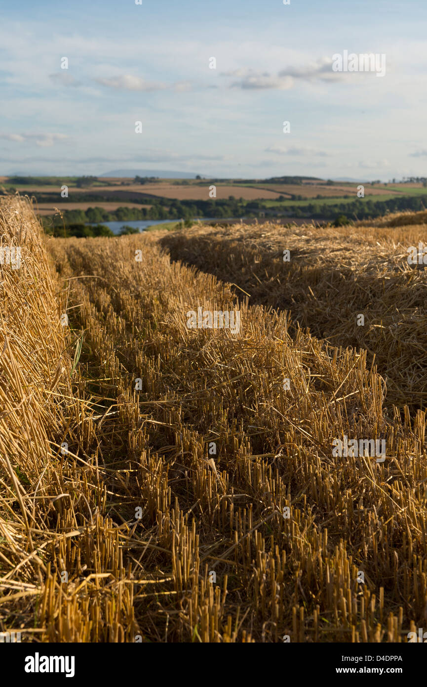 Freshly harvested crop field in the English countryside Stock Photo - Alamy