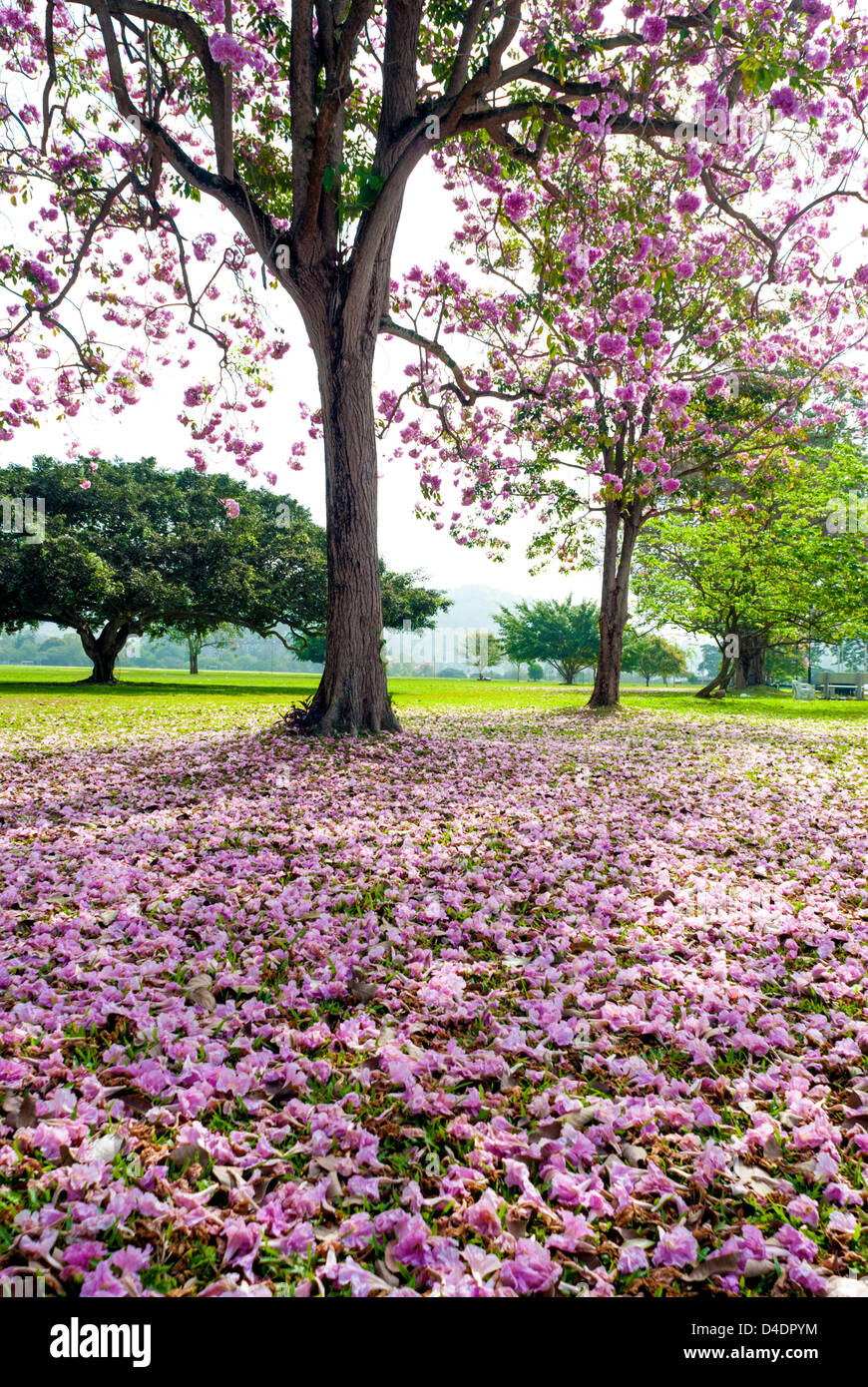 Beautiful Poui trees in the Queen's Park Savannah,Trinidad Stock Photo ...