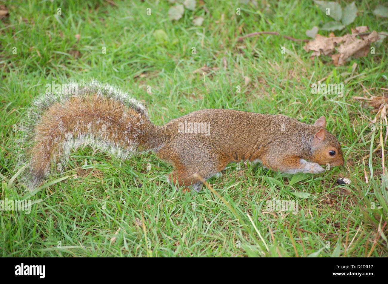 Grey squirrel in a park in London, England Stock Photo - Alamy