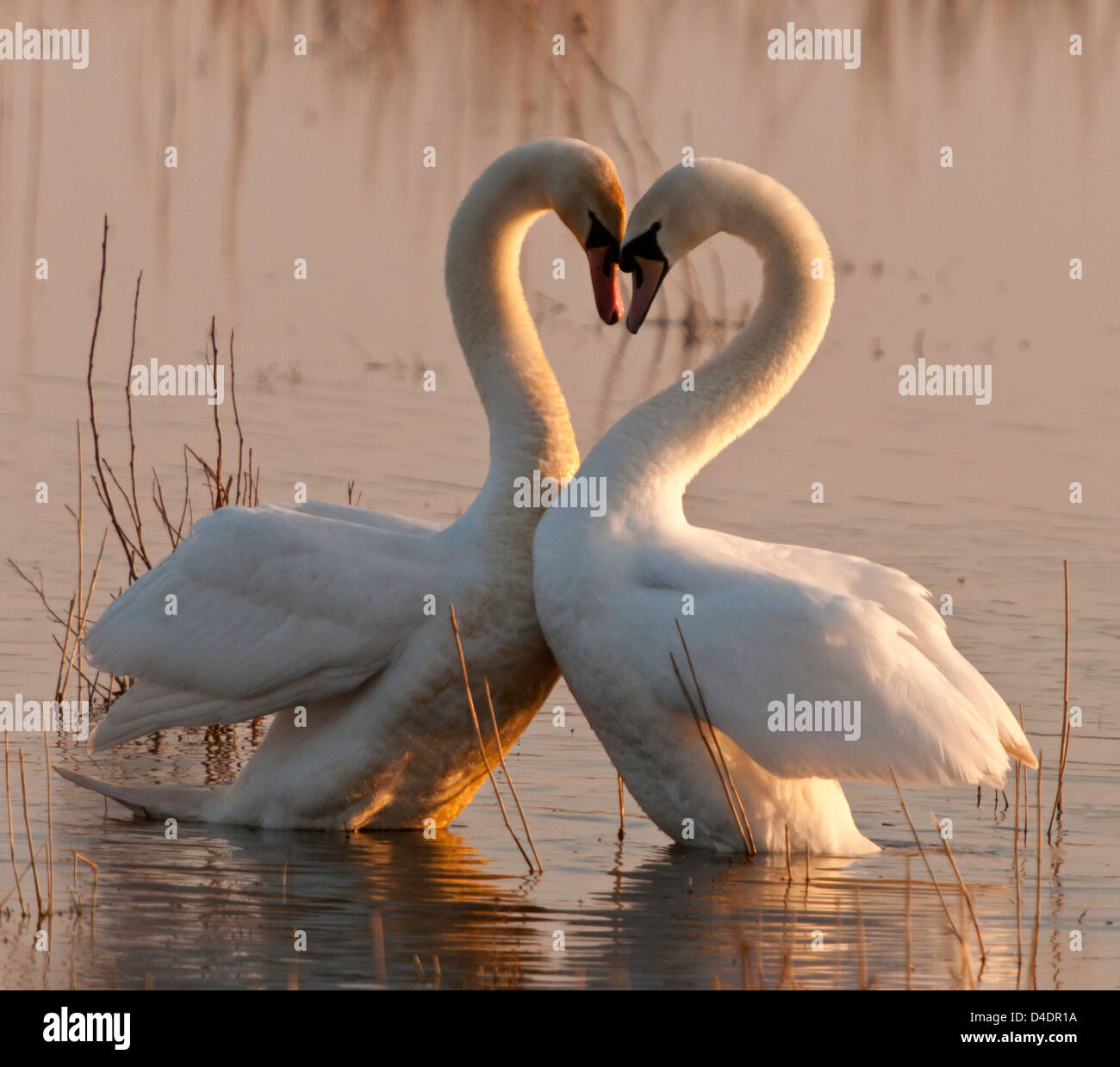 Mute swan courtship hi-res stock photography and images - Alamy