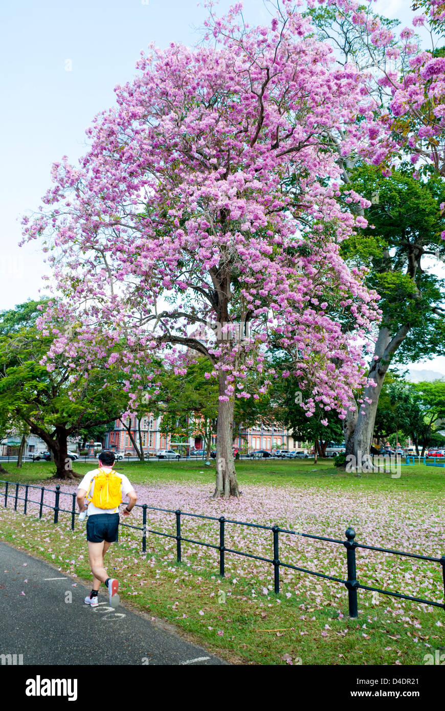 Beautiful Poui trees in the Queen's Park Savannah,Trinidad Stock Photo ...