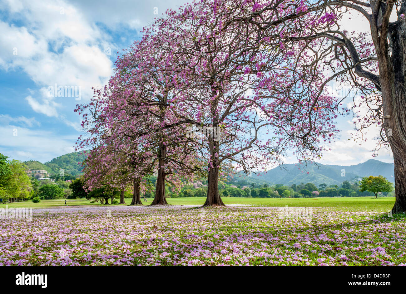 Beautiful Poui trees in the Queen's Park Savannah,Trinidad Stock Photo ...