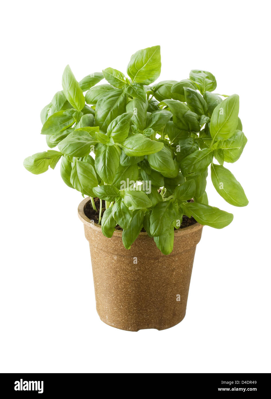 Basil in a pot isolated on white background Stock Photo - Alamy