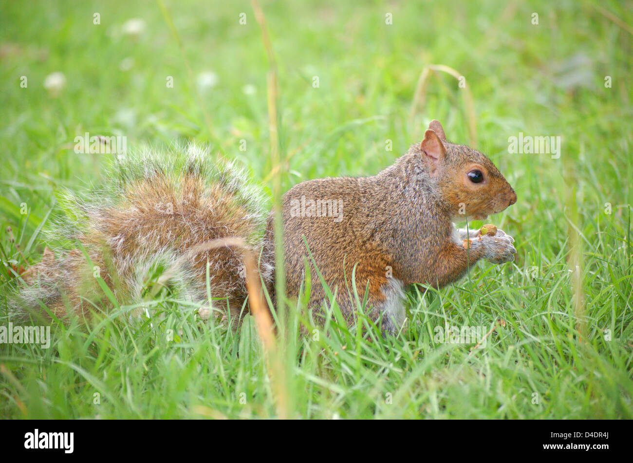 Grey squirrel in a park in London, England Stock Photo - Alamy