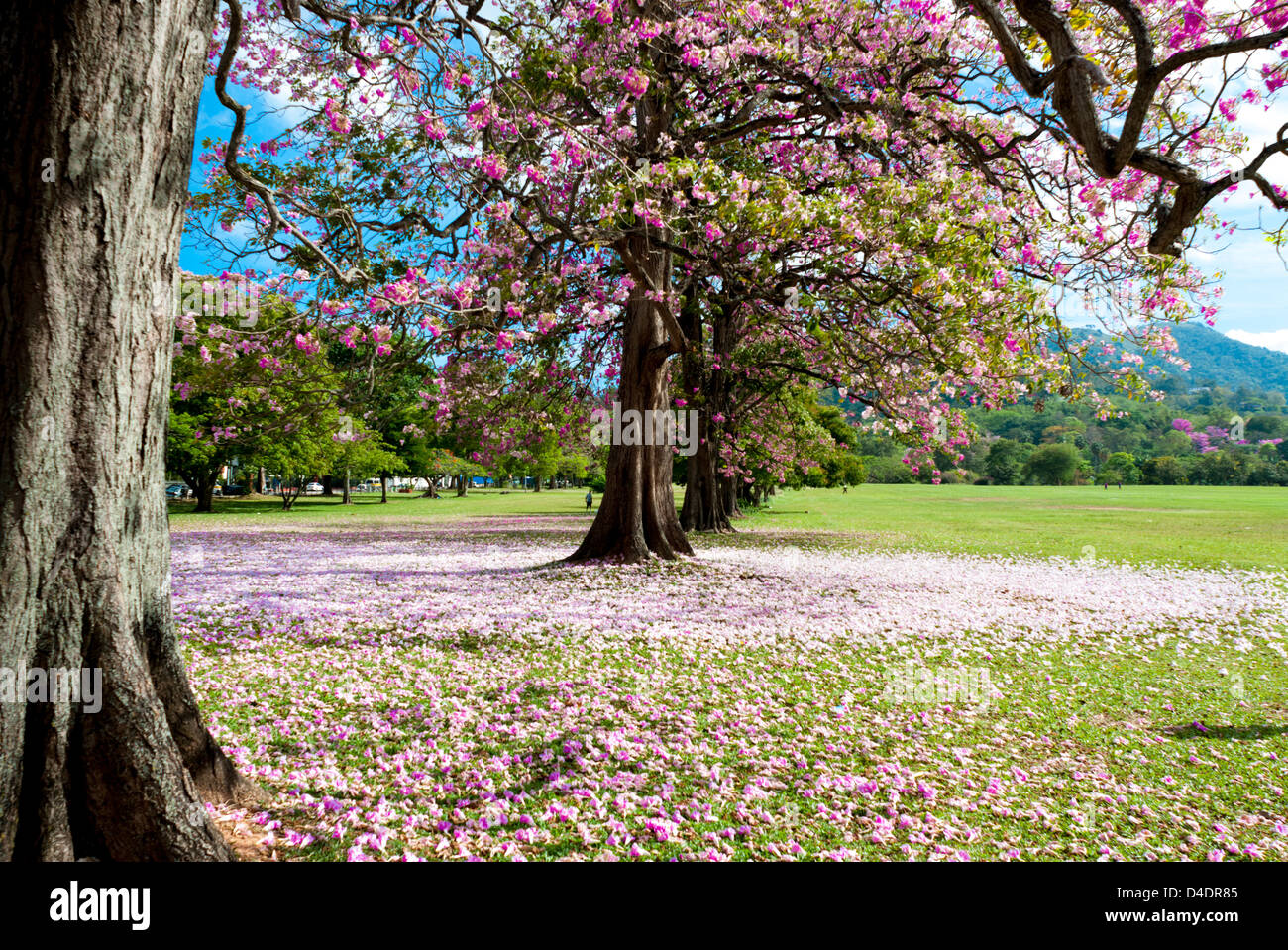 Beautiful Poui trees in the Queen's Park Savannah,Trinidad Stock Photo ...