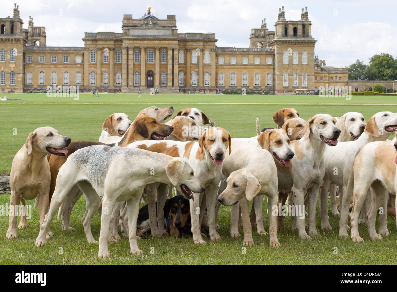 English foxhounds hi-res stock photography and images - Alamy
