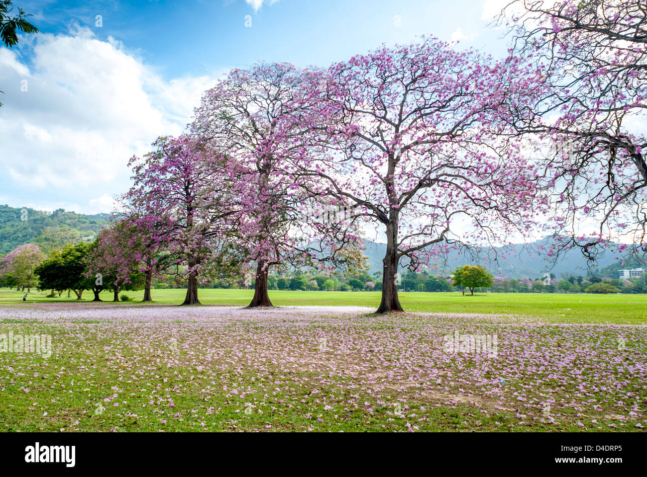 Beautiful Poui trees in the Queen's Park Savannah,Trinidad Stock Photo ...