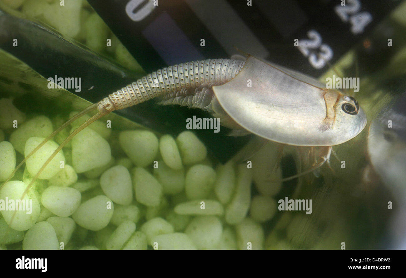 A triops, a prehistoric dinosaur shrimp, pictured in a breeding basin ...