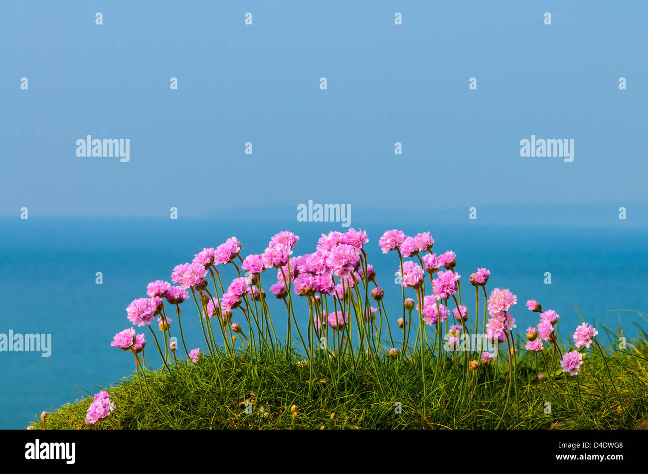 Devon spring wildflowers hi-res stock photography and images - Alamy