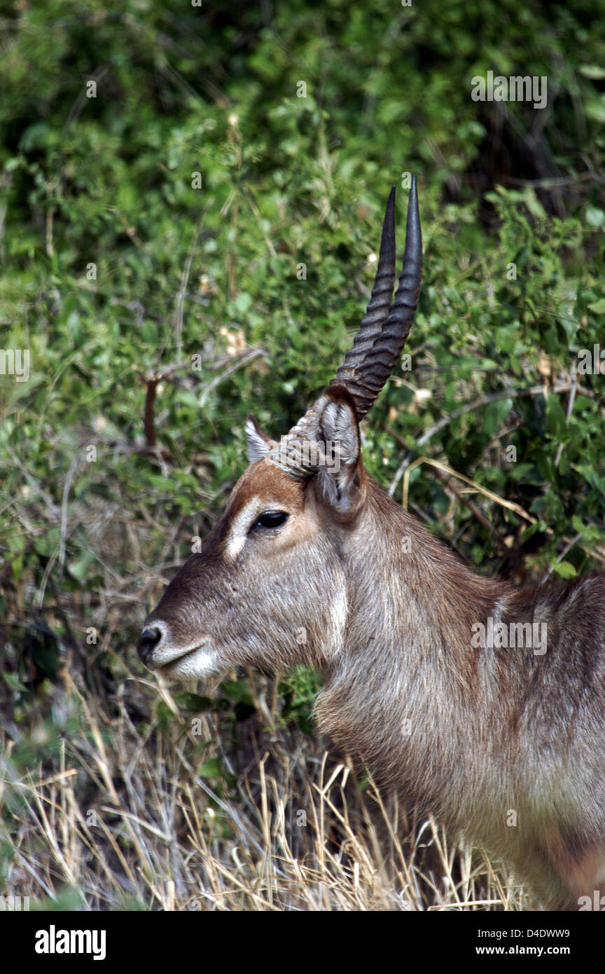 Common Waterbuck in the Tsavo West National Park Kenya Stock Photo - Alamy