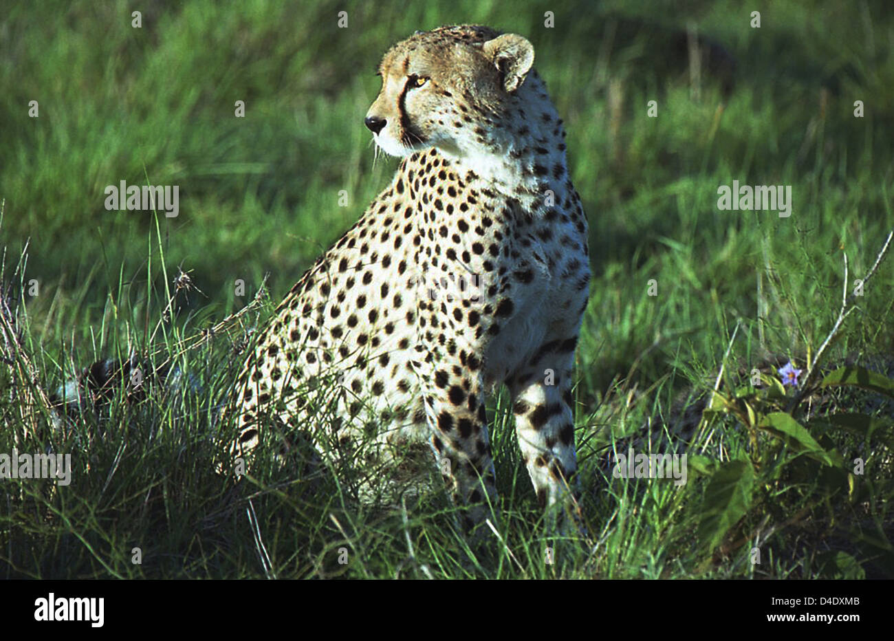 Male Cheetah in the early morning sun in the Masai Mara Game Reserve ...