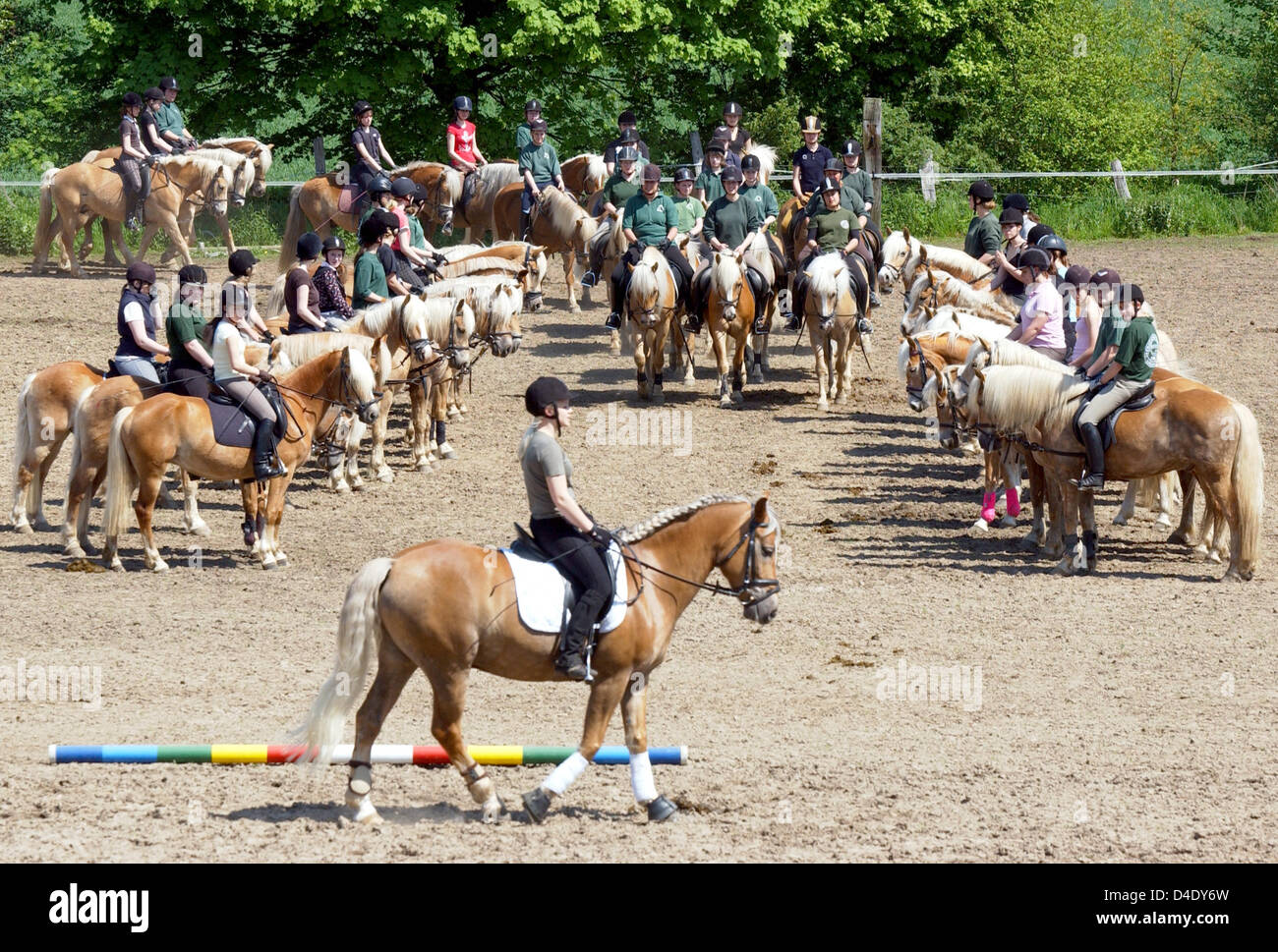 Some 70 riders on haflinger horses practice quadrille riding at ...