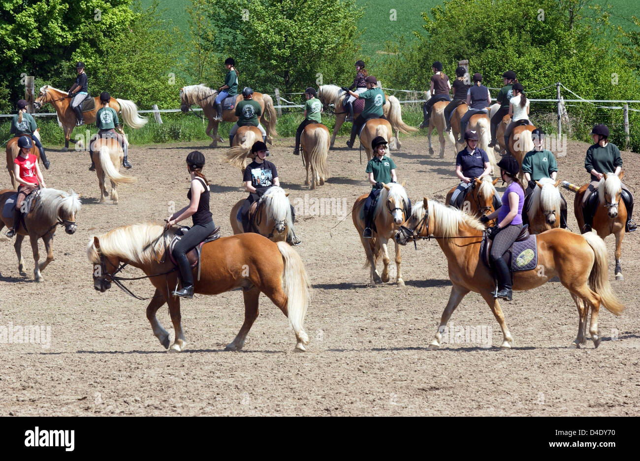 Numerous riders on haflinger horses practice riding at 'Ziegelhof ...