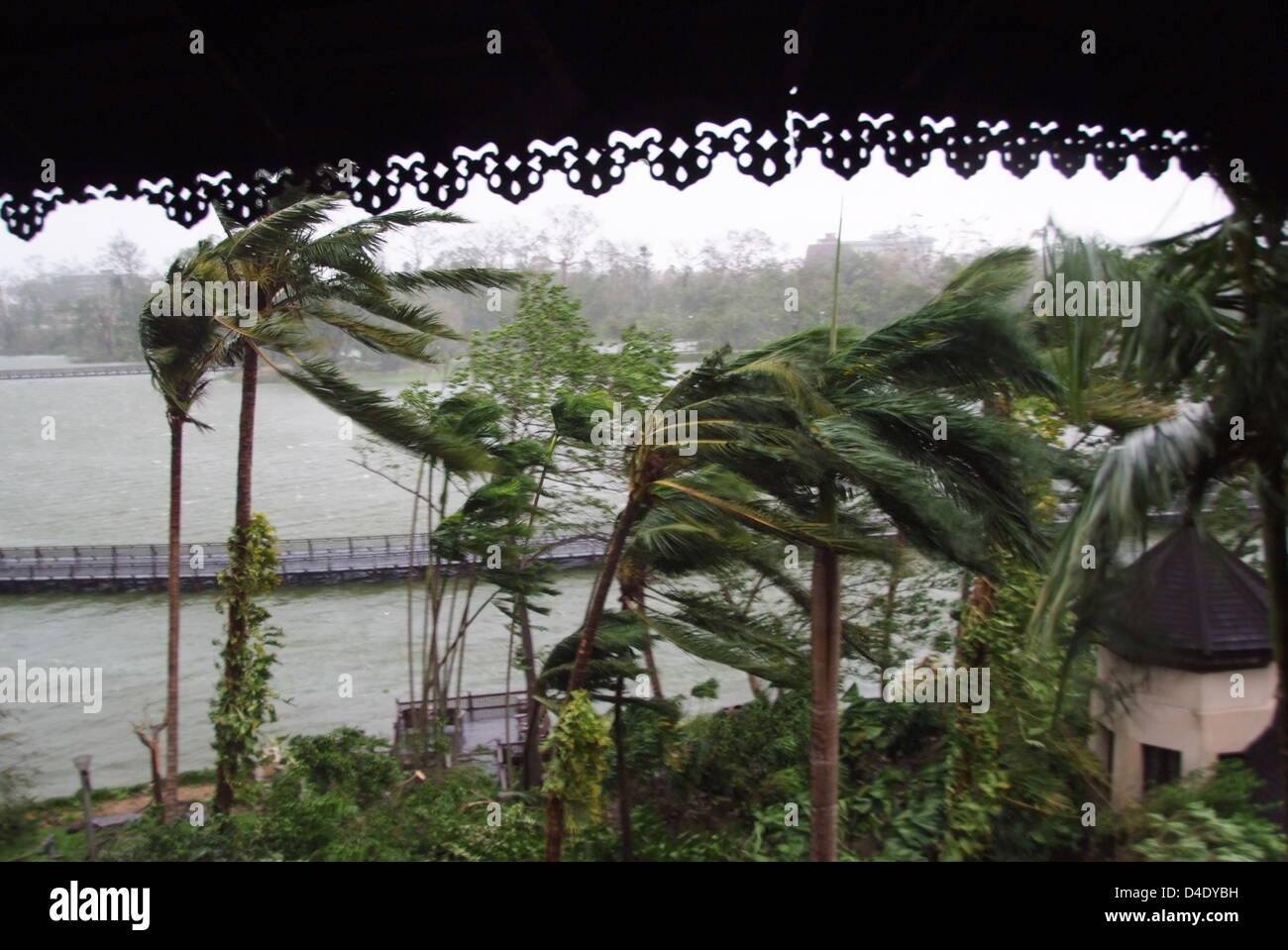 Palm trees in a cyclone hi-res stock photography and images - Alamy