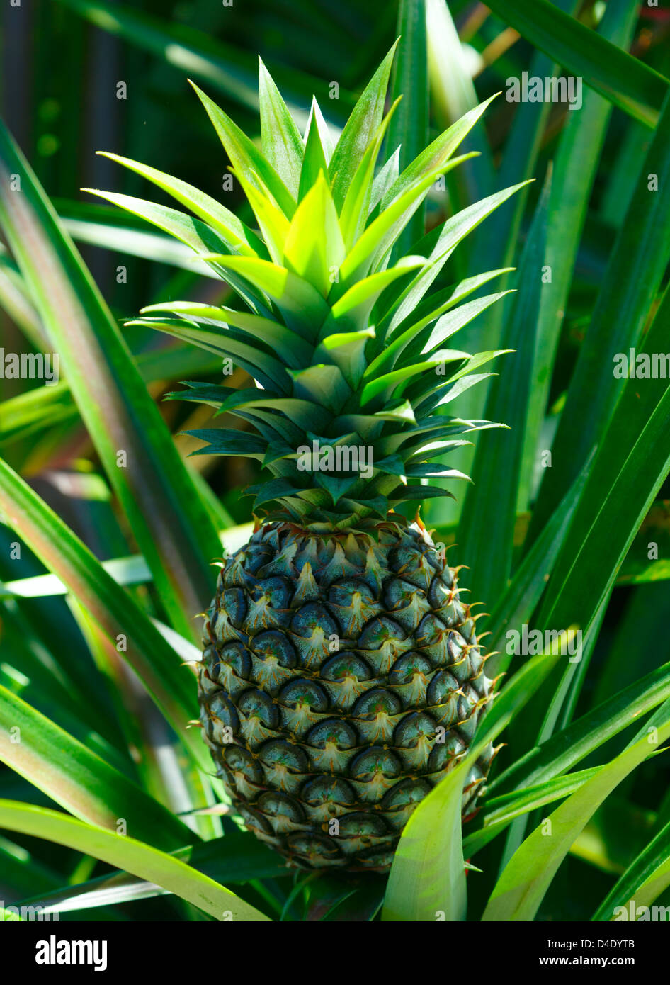 Ripe pineapple hi-res stock photography and images - Alamy