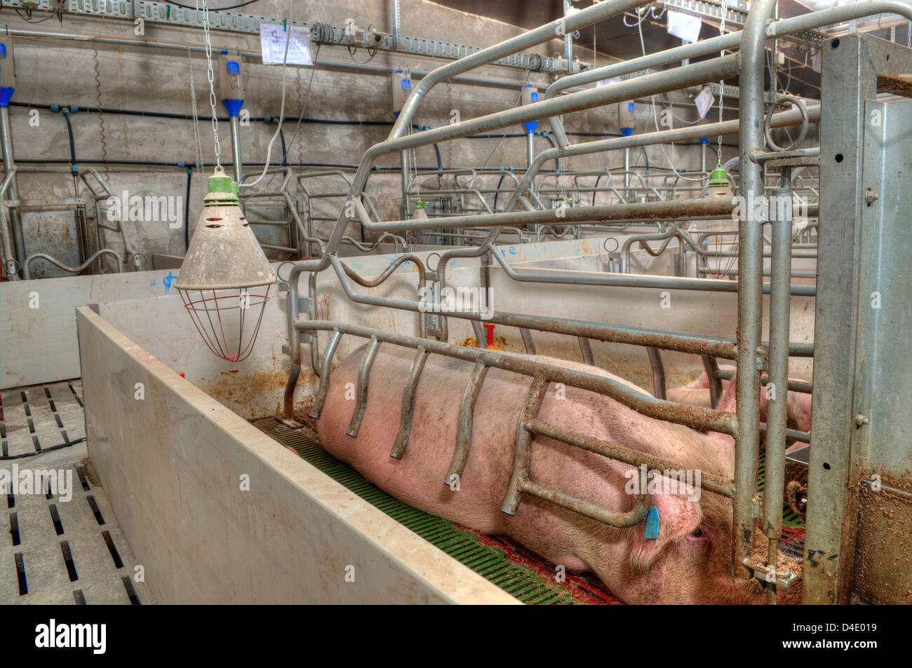 Pork plant with very large pigs in special stalls Stock Photo - Alamy