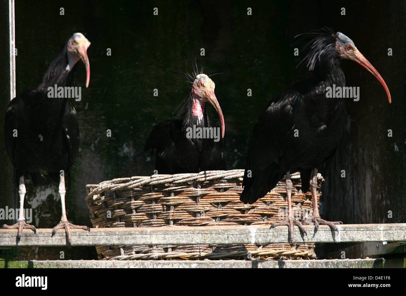 A female Northern Bald Ibis, also referred to as Waldrapp, warms her ...
