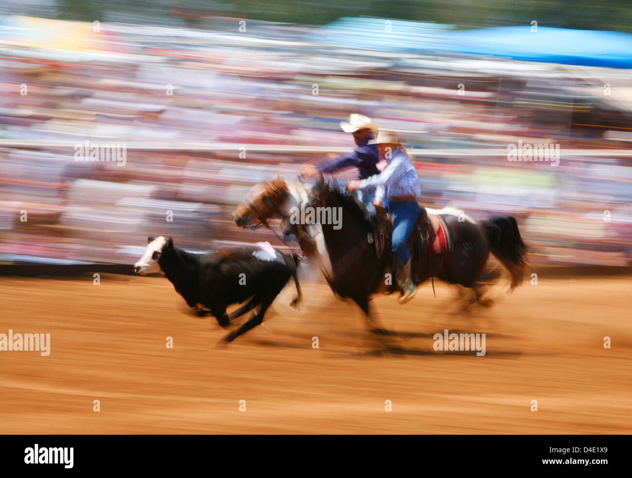 Hawaii, Maui, Makawao, Calf Roping At 4Th Of July Rodeo Stock Photo - Alamy