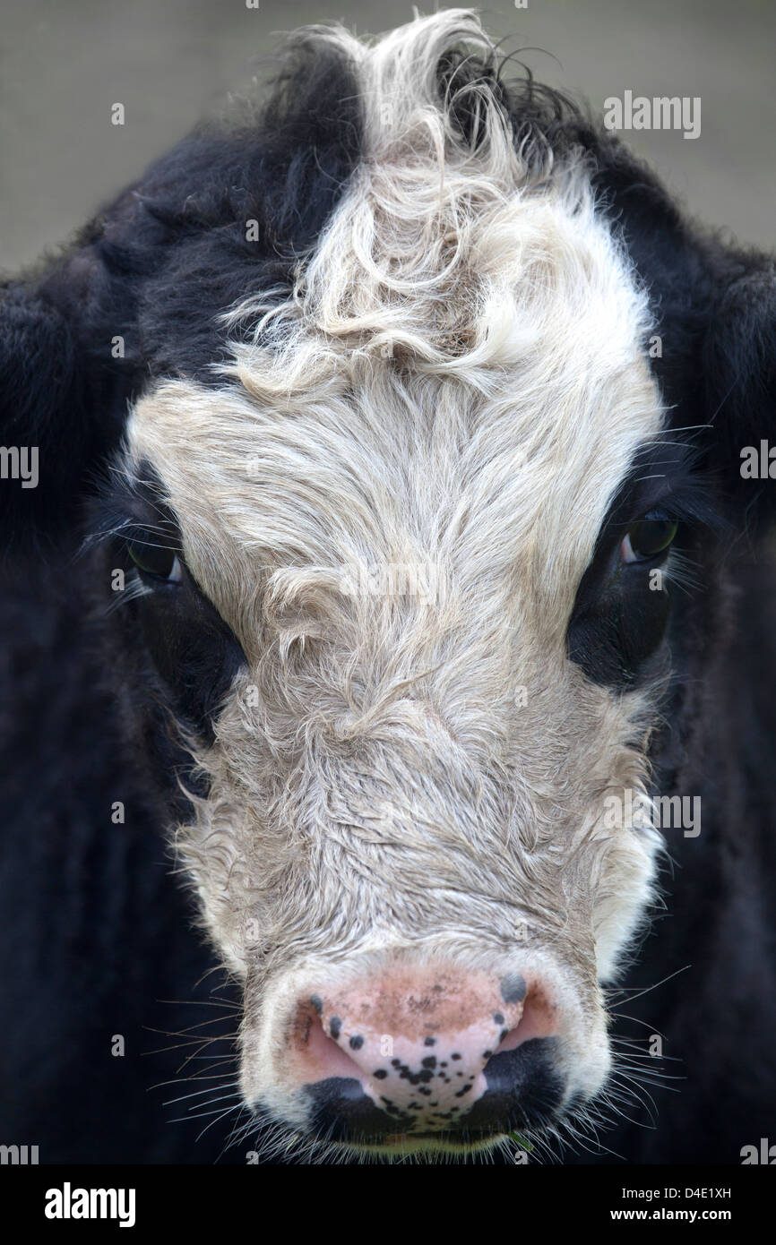 Angry bull close up hi-res stock photography and images - Alamy
