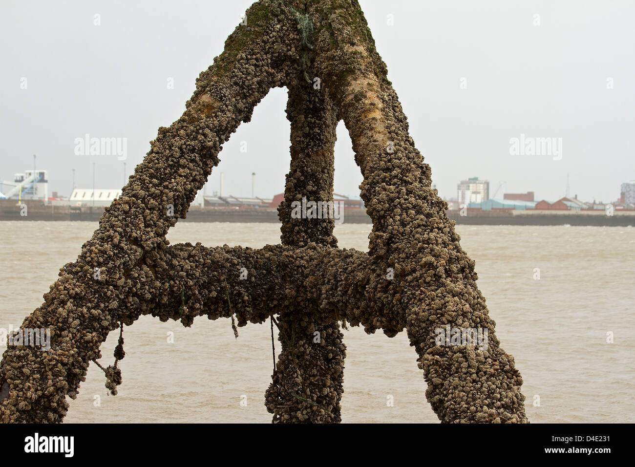 Barnacle Legs Shed Image