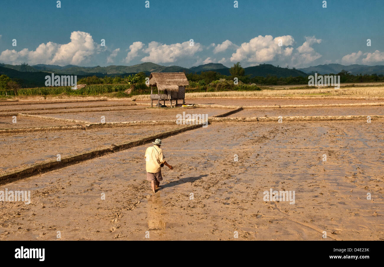 Planting rice seed hi-res stock photography and images - Alamy