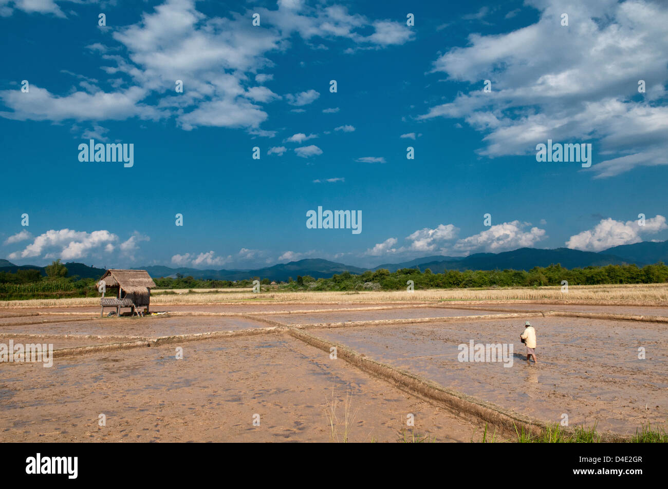 farmer planting rice, Muang Singh, Laos Stock Photo - Alamy
