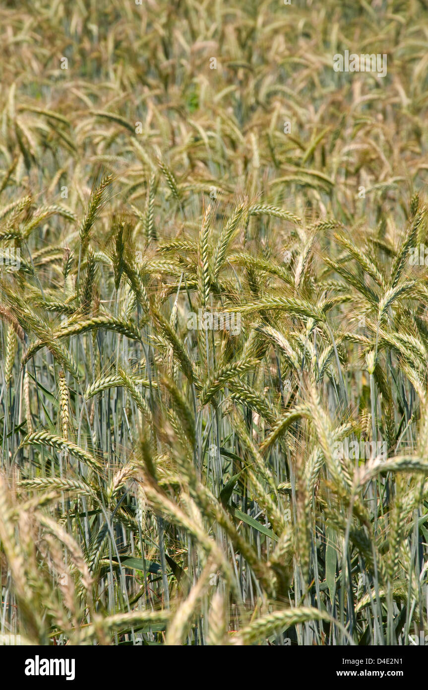 details on a wheatfield Stock Photo - Alamy