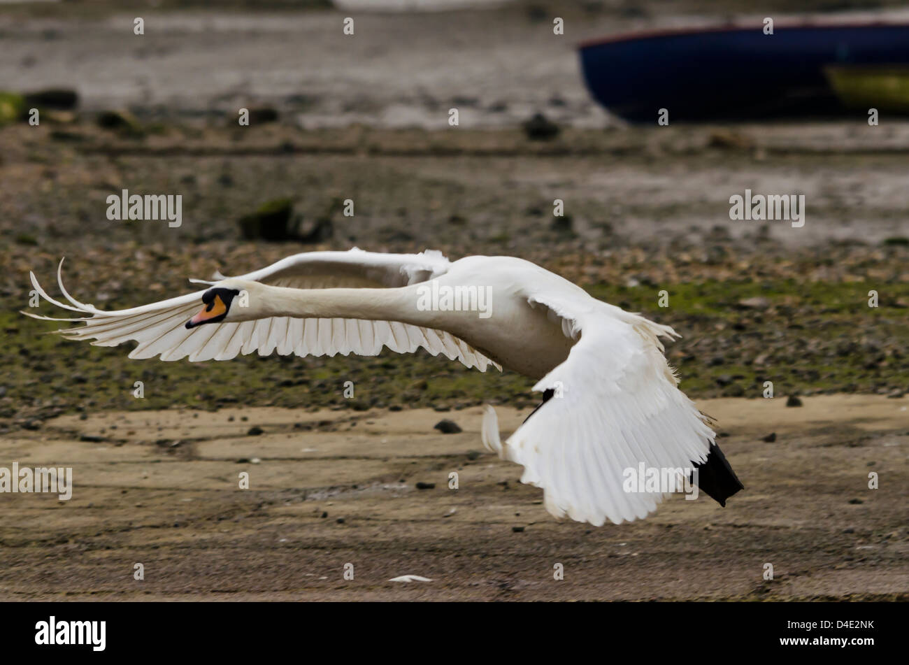 Swan boat landing hi-res stock photography and images - Alamy