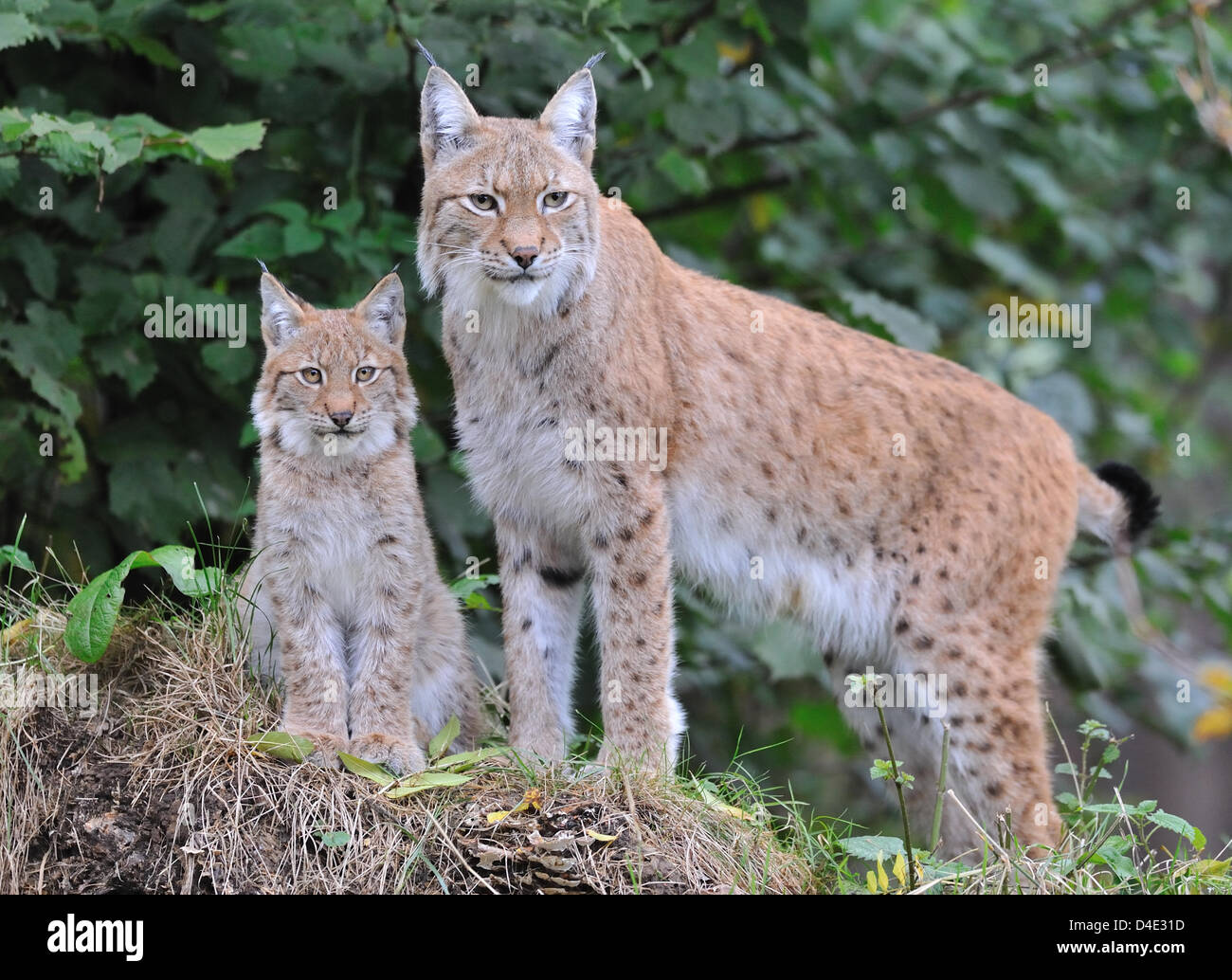 The picture shows an Eurasian Lynx (lat.: Lynx lynx) and his pup at ...