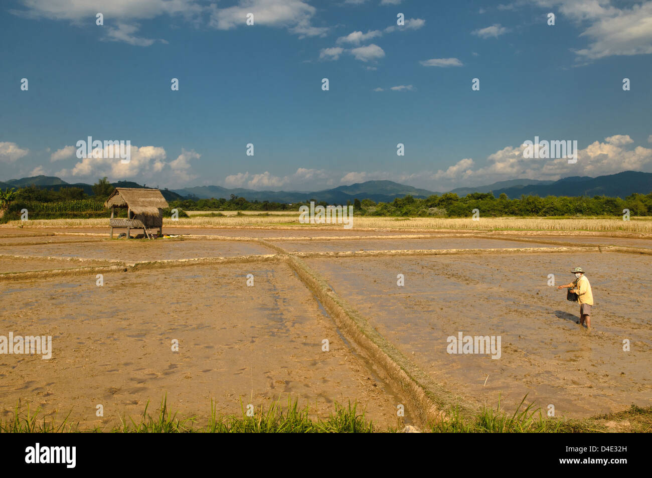 Planting rice seed hi-res stock photography and images - Alamy