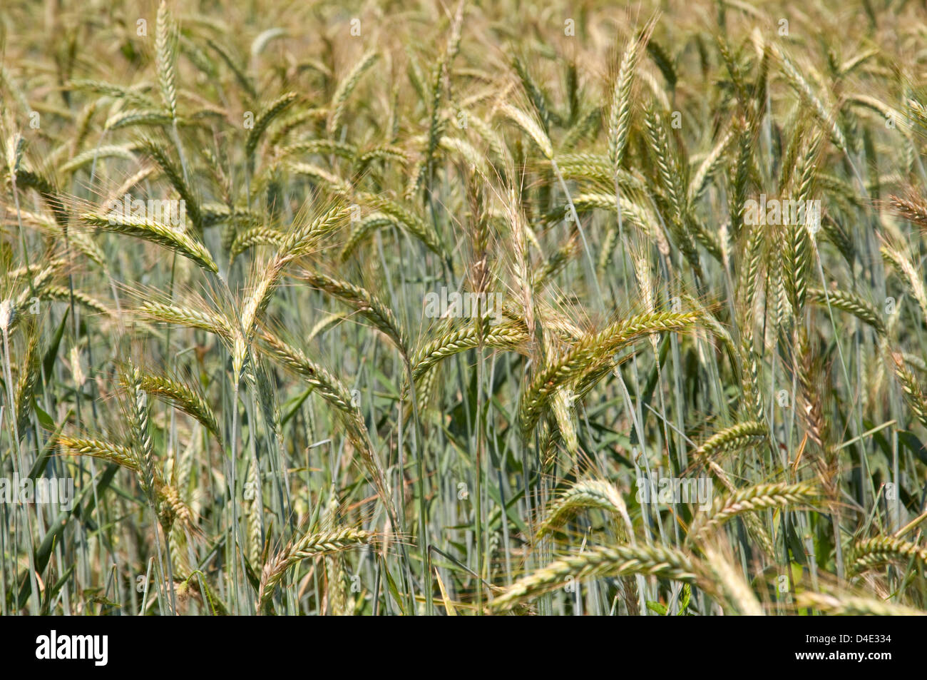 details of a wheatfield Stock Photo - Alamy