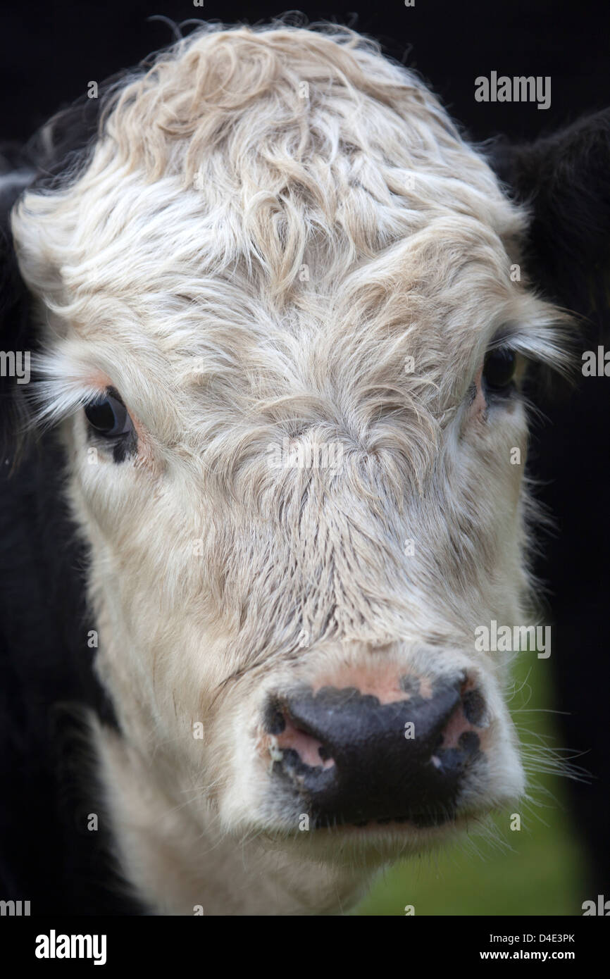 Bulls face hi-res stock photography and images - Alamy