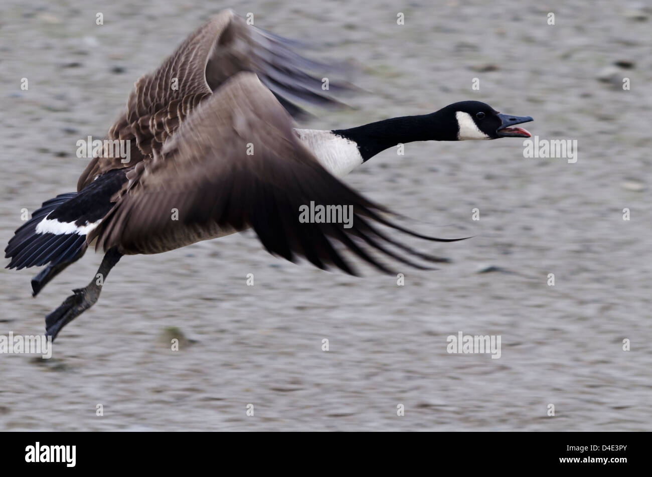 Canadian geese in flight Stock Photo - Alamy