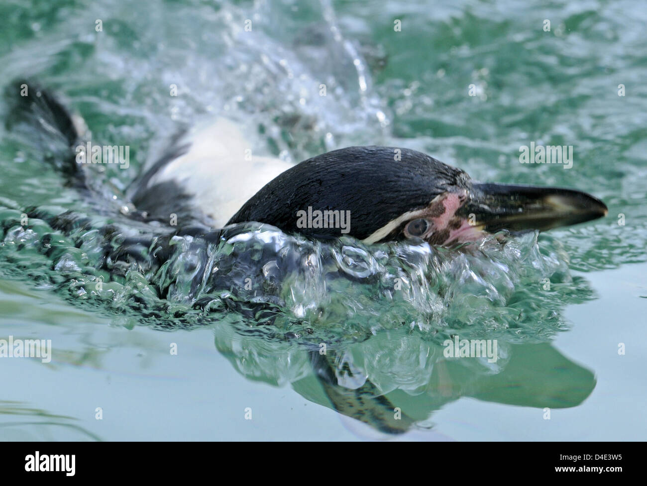 17 species of penguins hi-res stock photography and images - Alamy