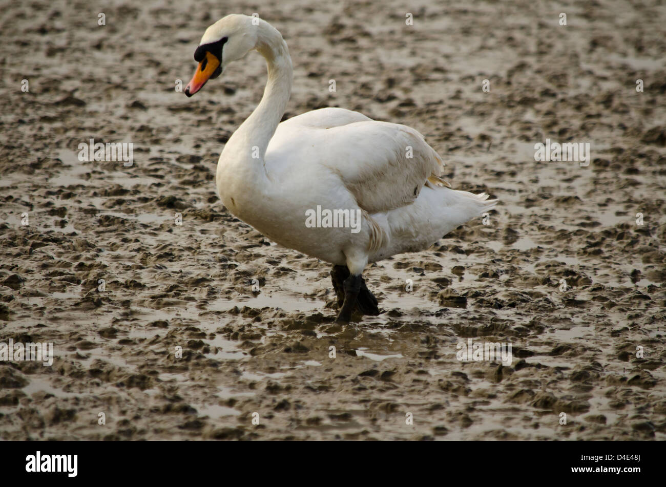 Slow swan hi-res stock photography and images - Alamy