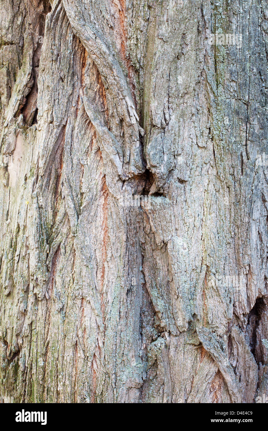 tree bark close up background Stock Photo - Alamy