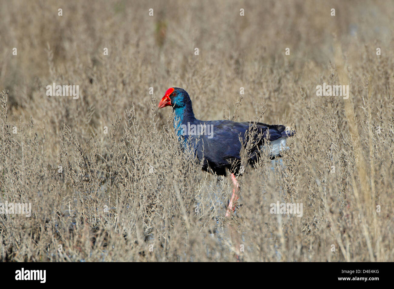 Purple Swamp-hen in Mallorca Stock Photo - Alamy