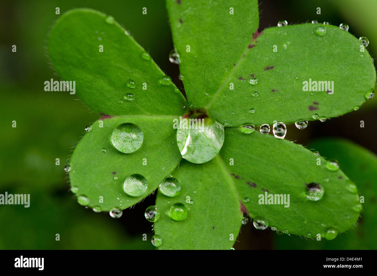 Clover with raindrops Stock Photo - Alamy