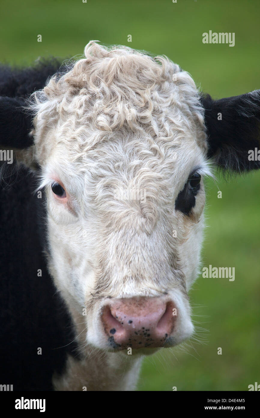 Close-up of Bulls Face Stock Photo - Alamy