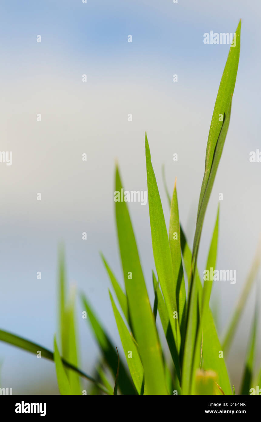 Grass halms in spring Stock Photo - Alamy